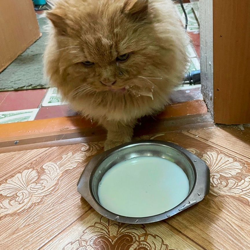 Рыжик ищет дом