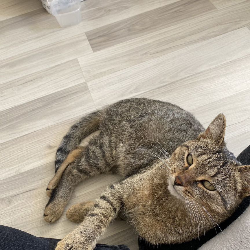 Котик в добрые руки