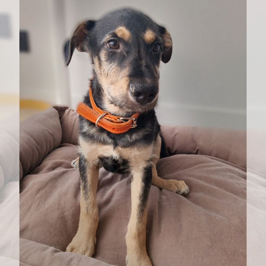 Щенок пацан во двор