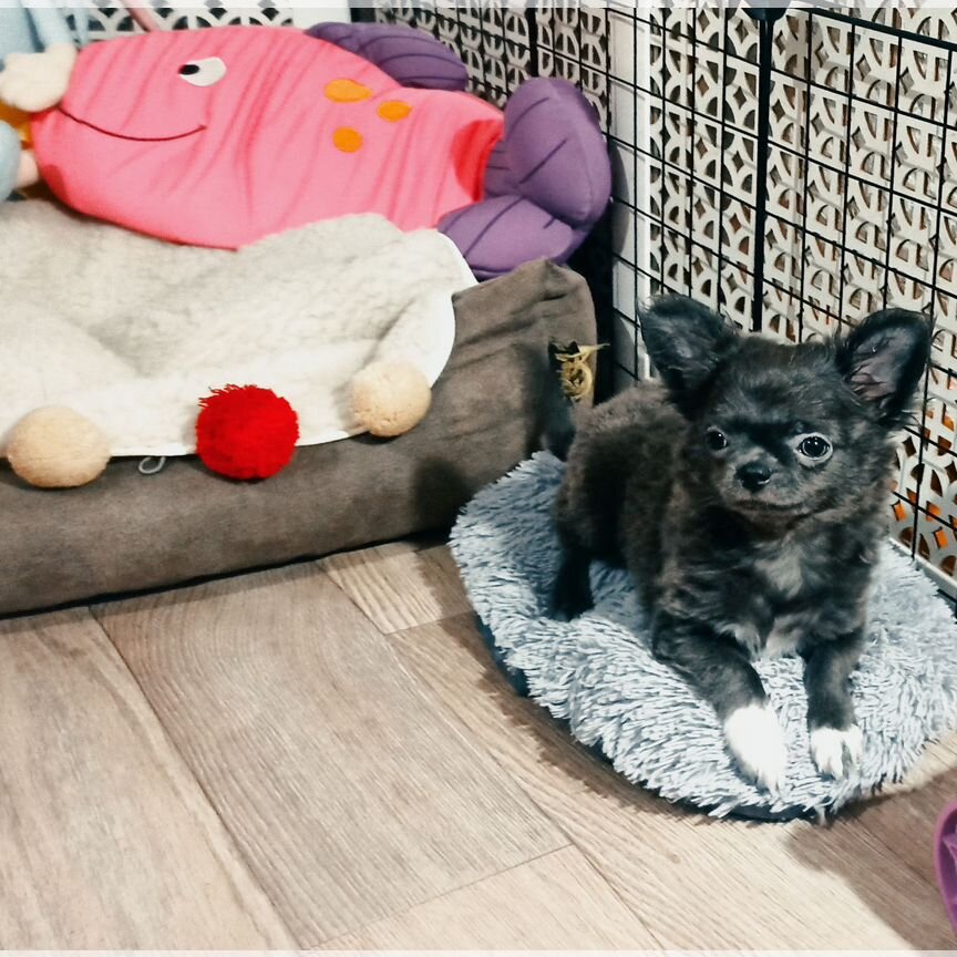 Чихуахуа, щенок