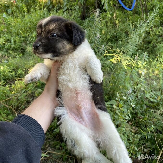 Щенки обычные дворовые