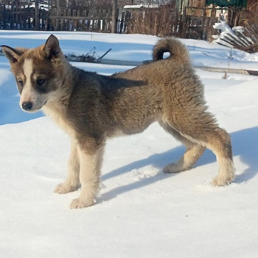 Западно сибирская лайка