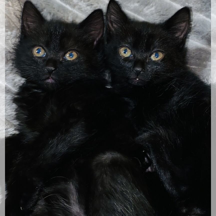 Котёнок от частного владельца