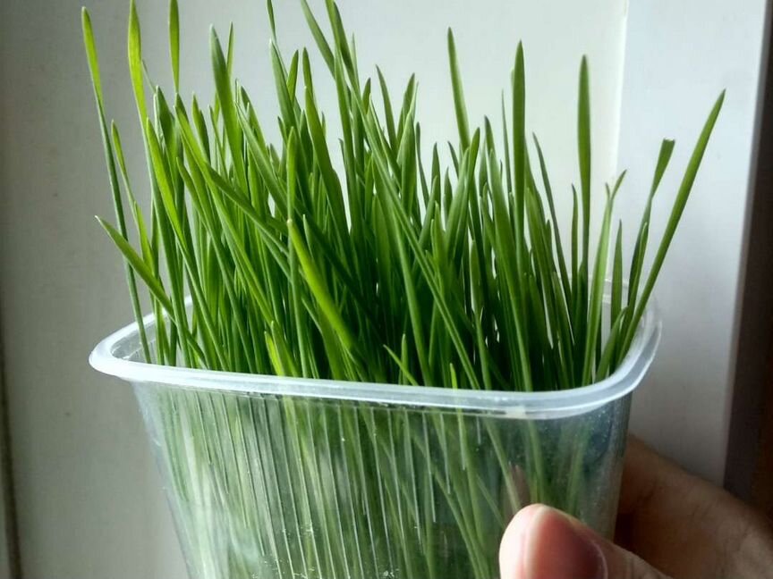 Трава для всех