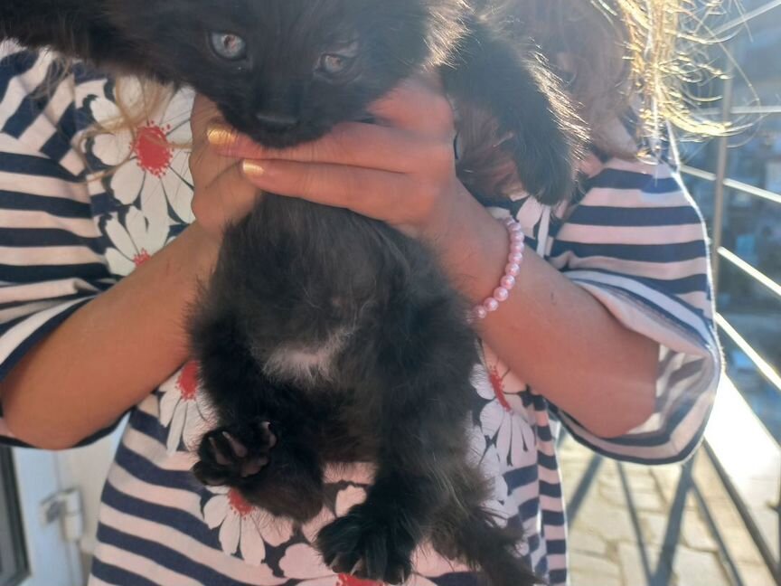 Кошечка дворняшка