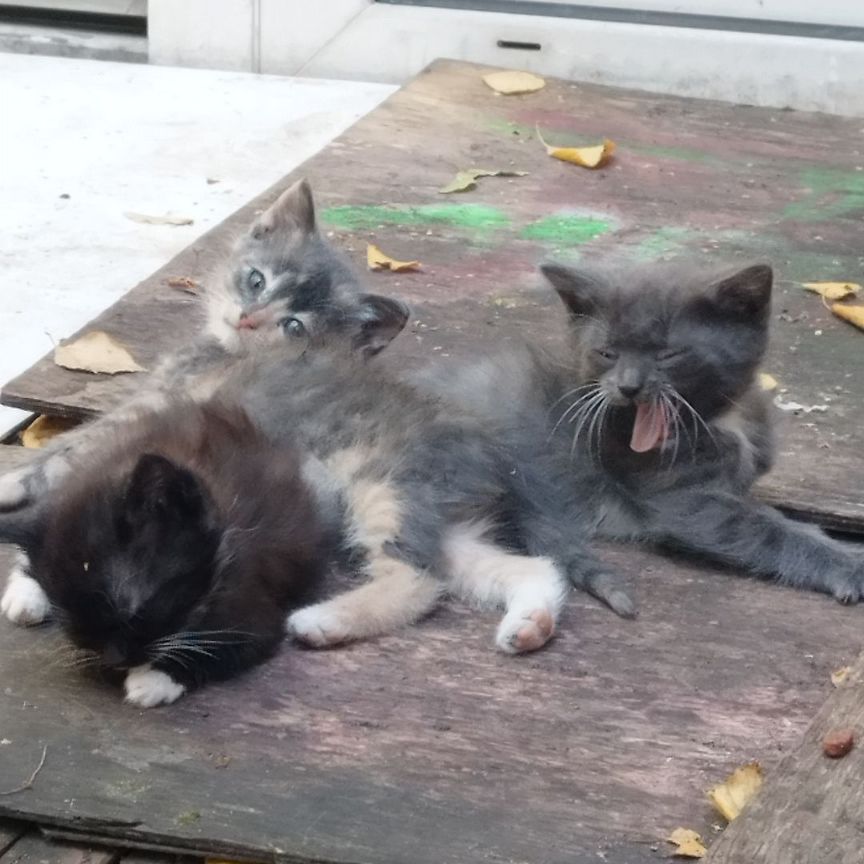 Котята в добрые руки м. Говорово