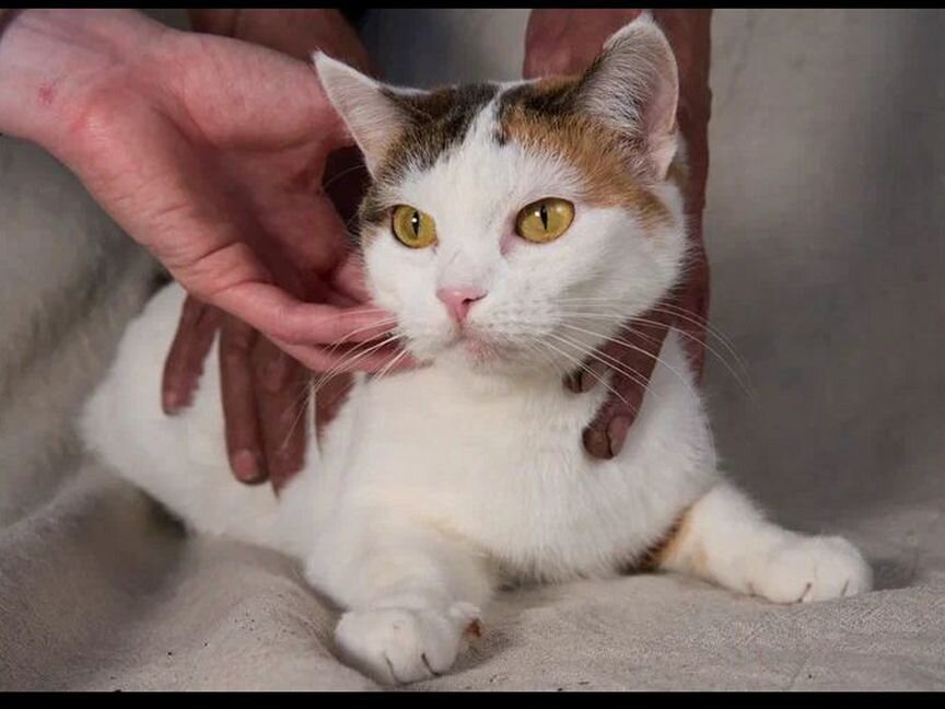 Кошки в добрые руки