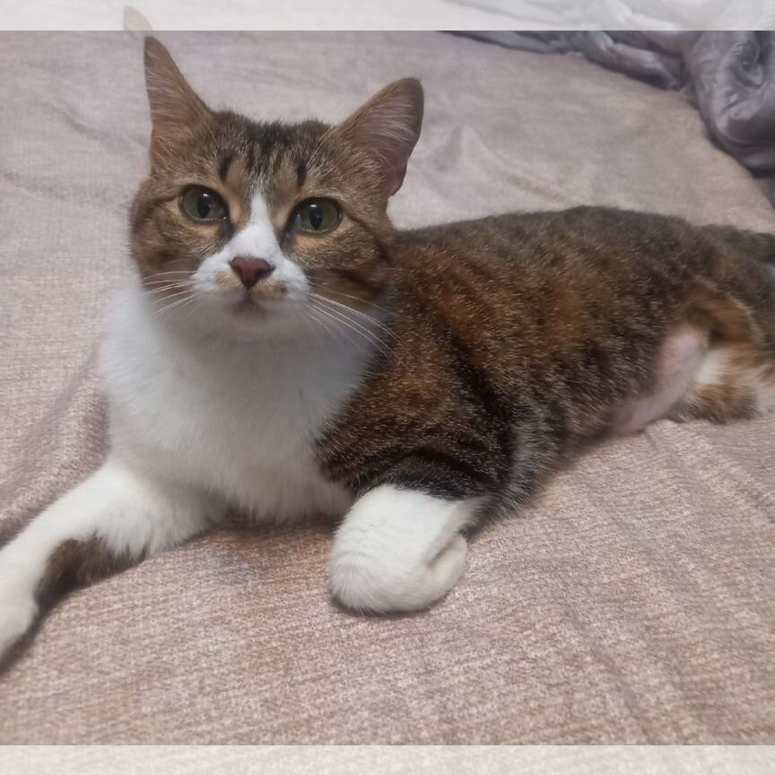 Взрослая, кошка в добрые руки