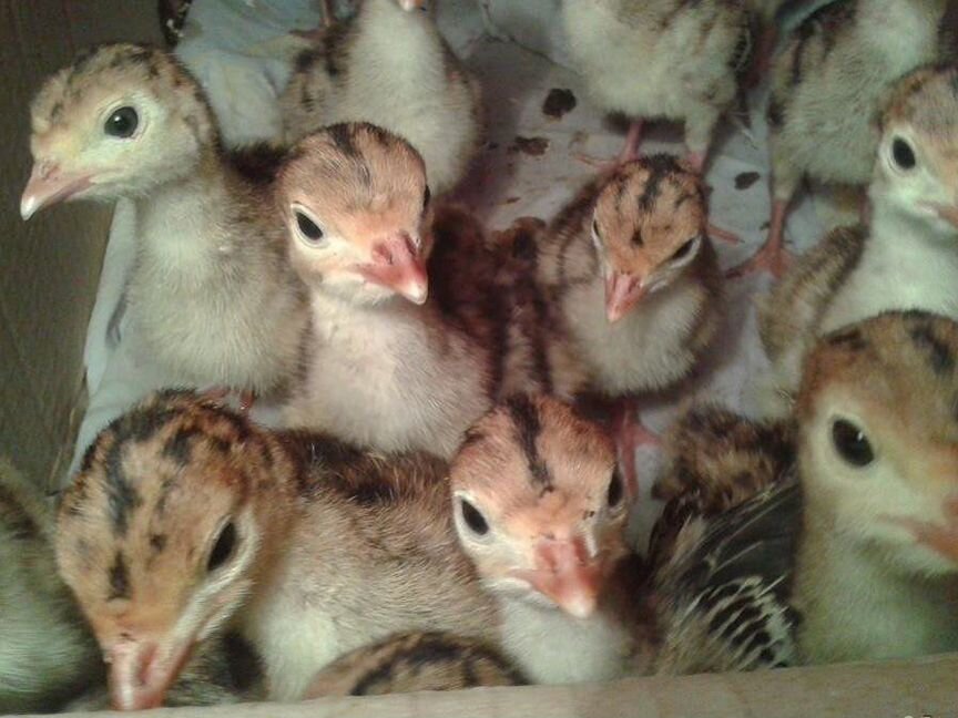 Индюки индюшата