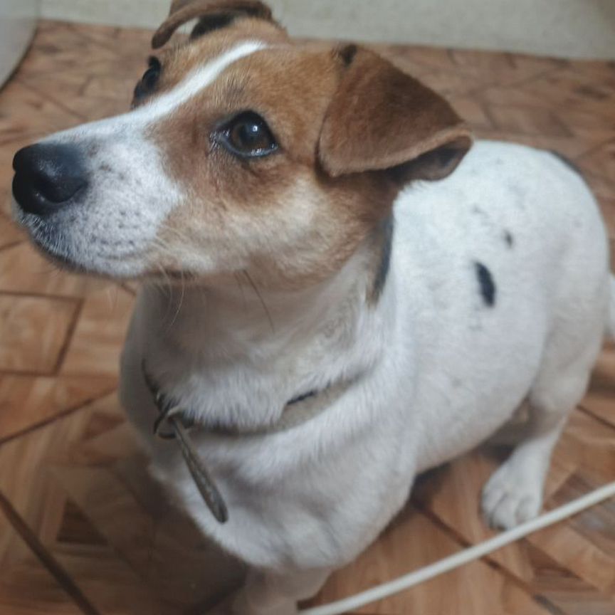 Джек-рассел-терьер, взрослая собака