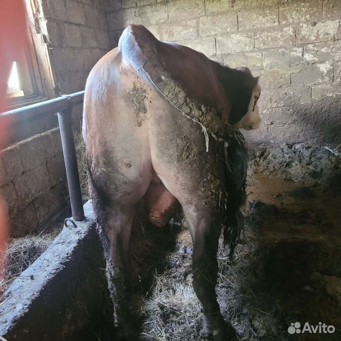 Быки на откорме