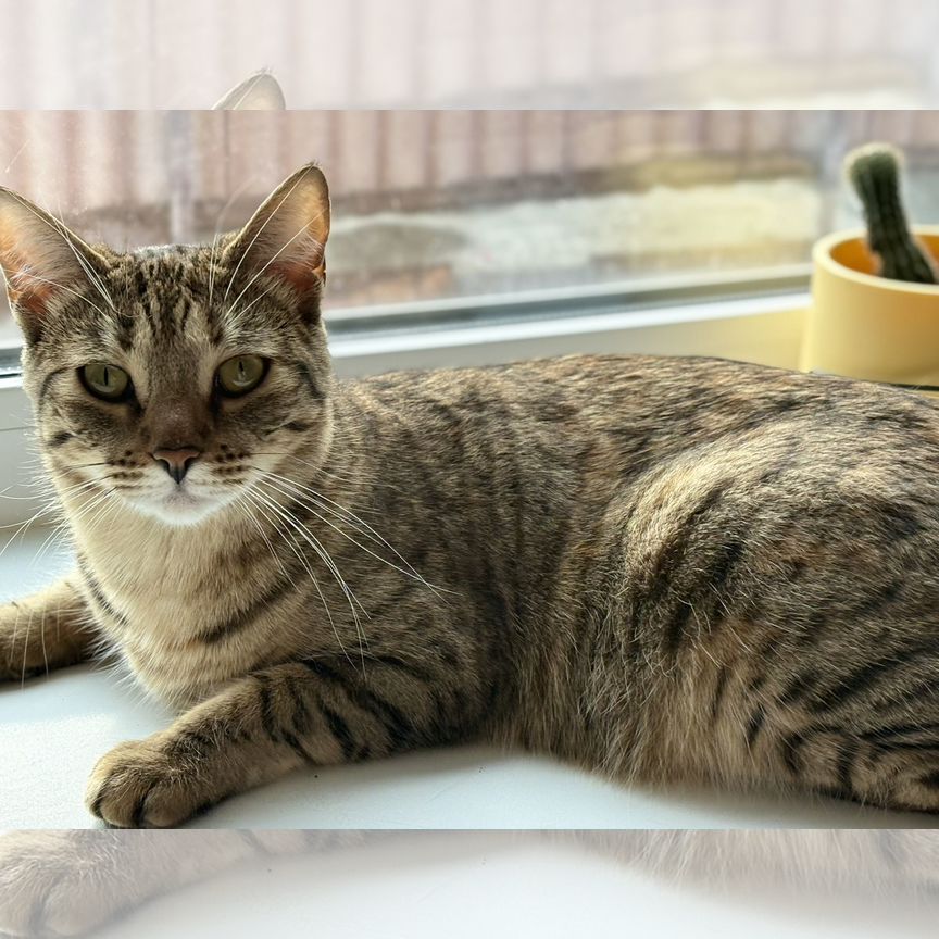 Отдам кошечку