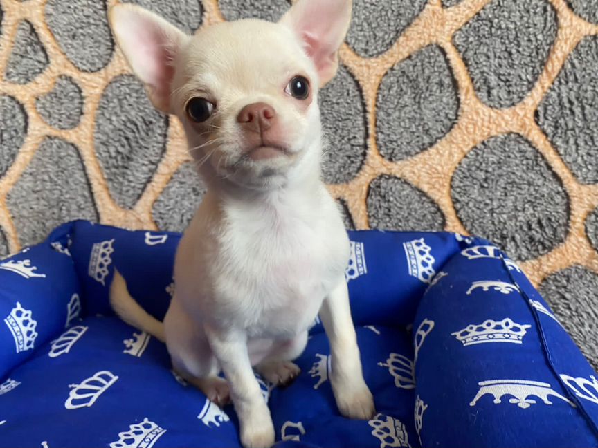 Чихуашка милашка
