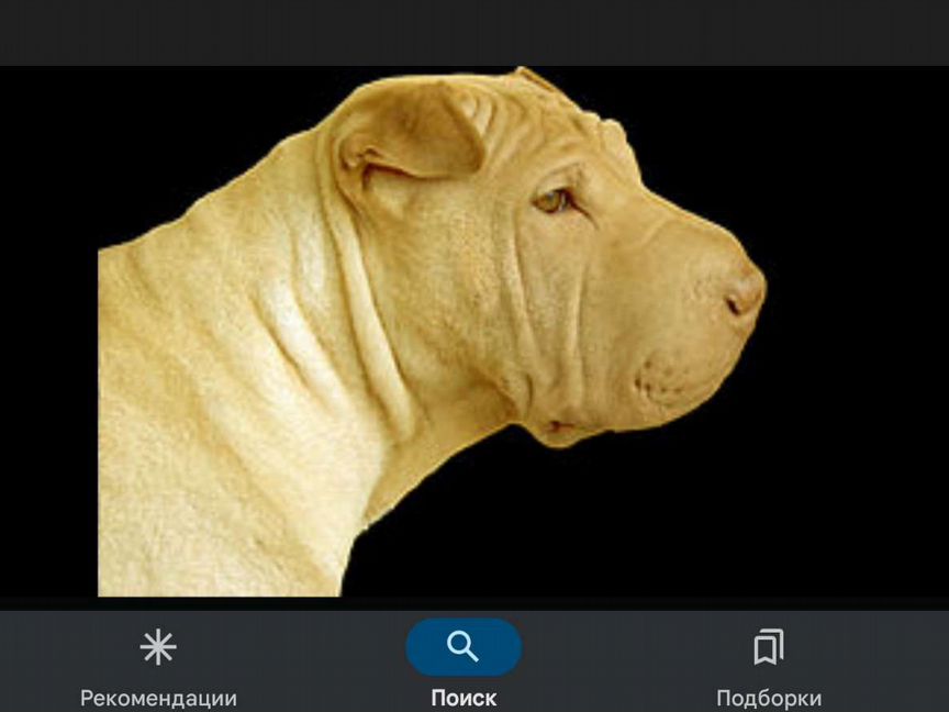 Шарпей