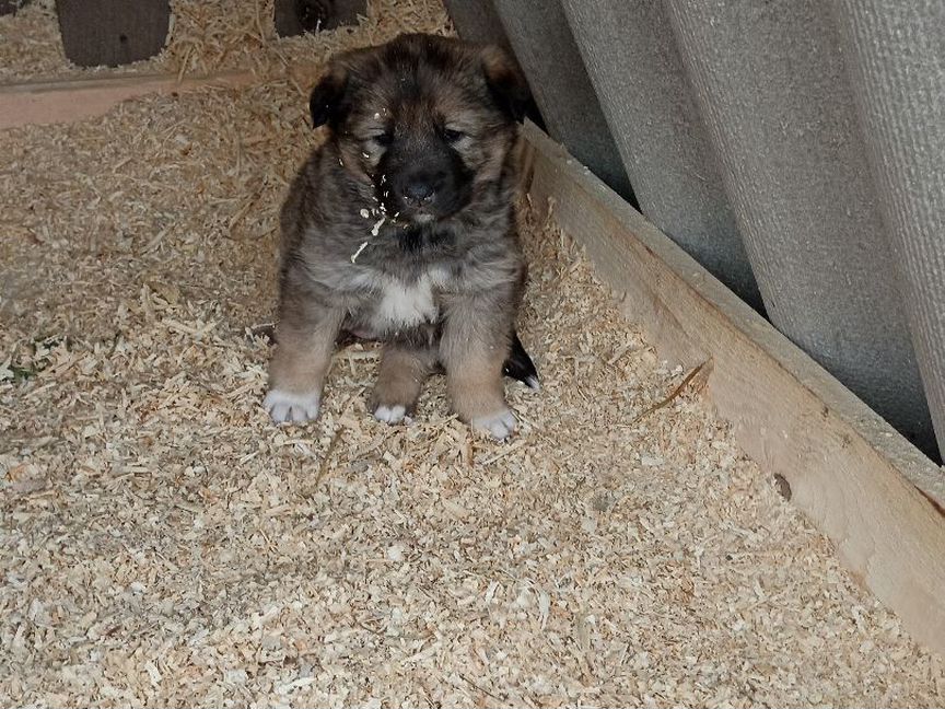 Щенок в добрые руки