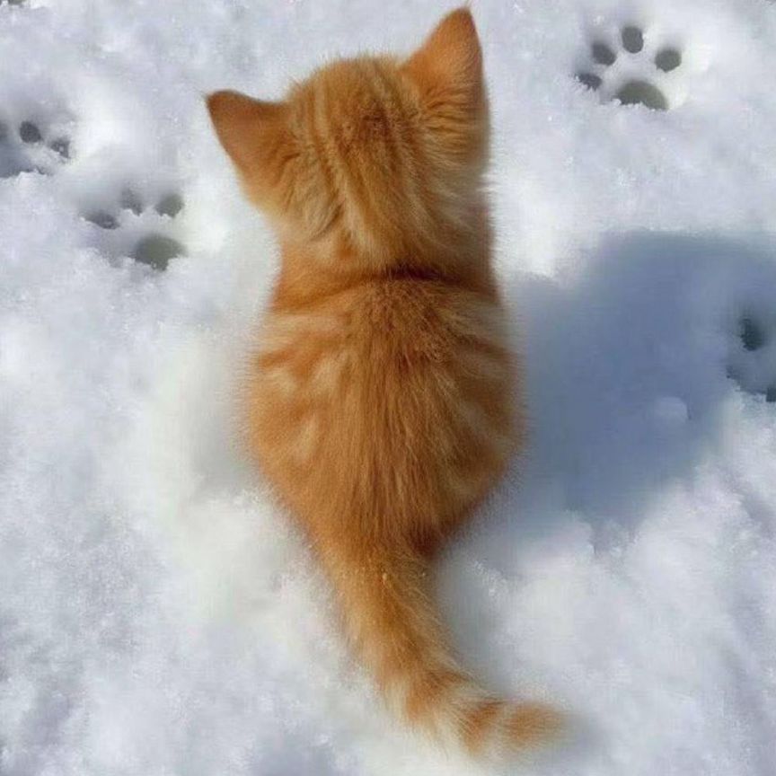 Уральский рекс котёнок