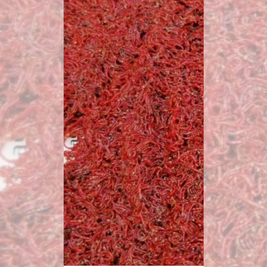 Мотыль кормовой москва опарш москва