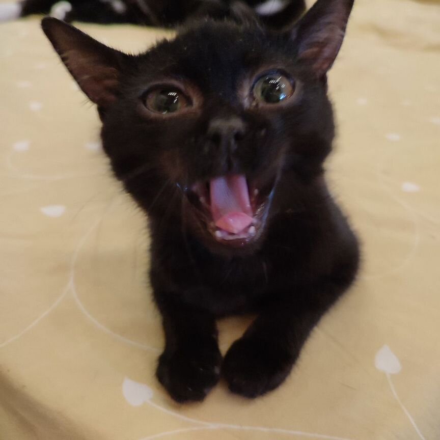 Нежные киски в добрые руки