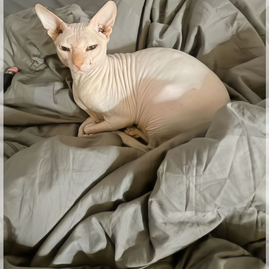 Донской сфинкс, кот вязка