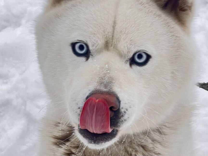 Сибирский хаски вязка