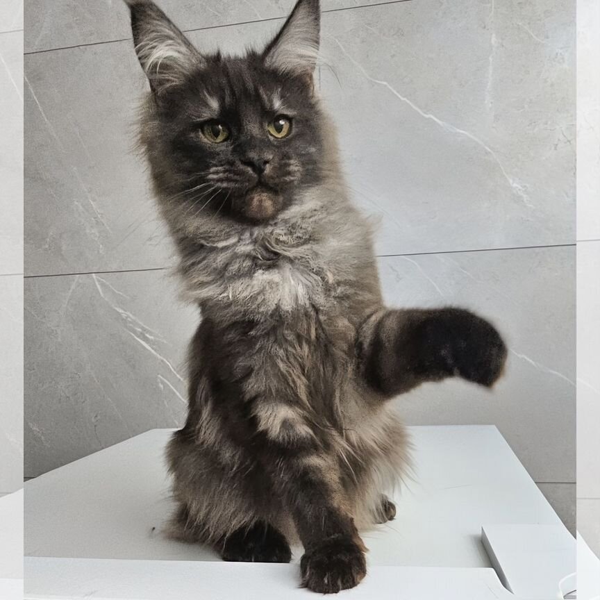 Мейн-кун котёнок