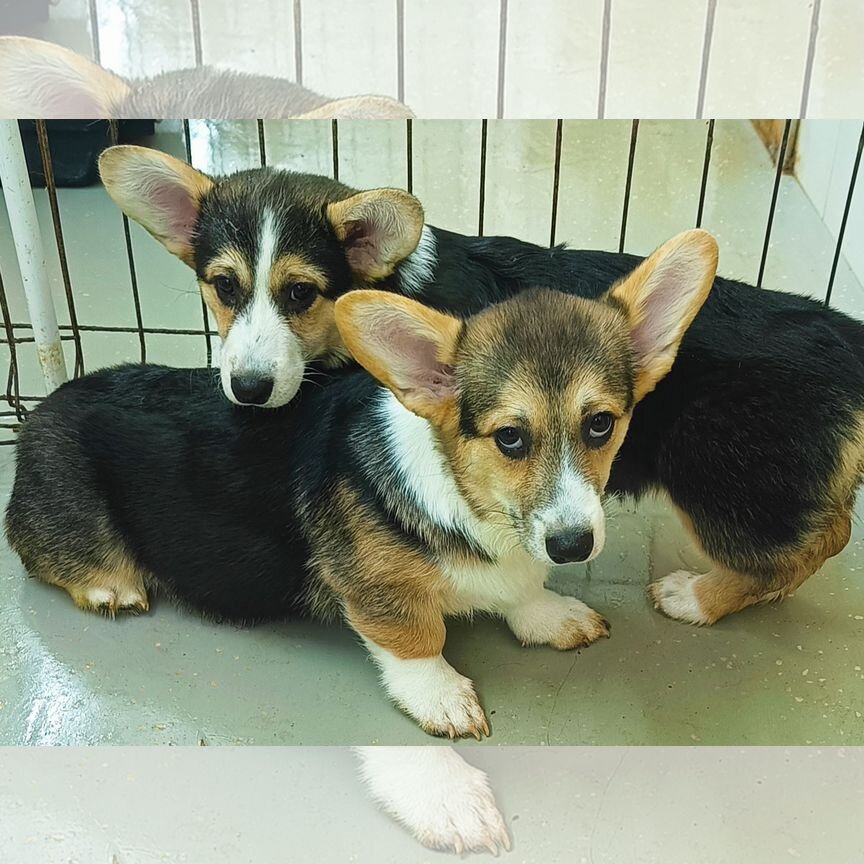 Триколор девочки вельш корги пемброк