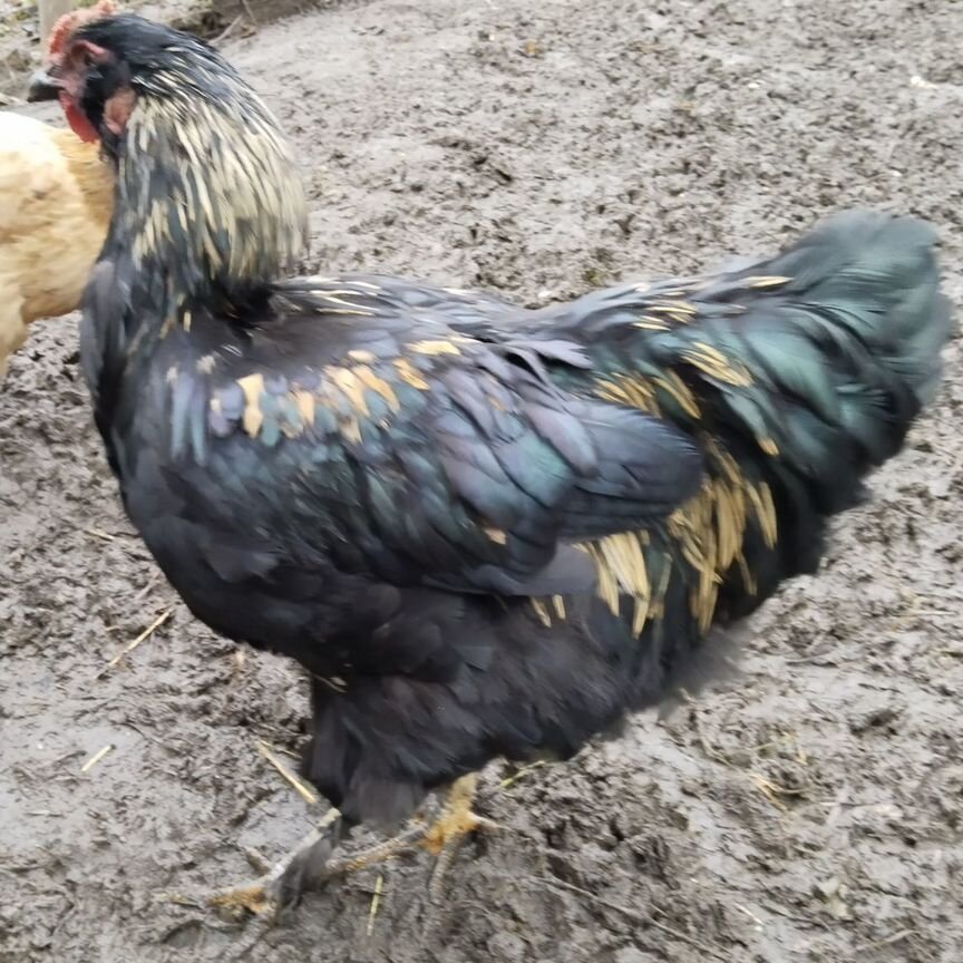 Петушок молодой домашний