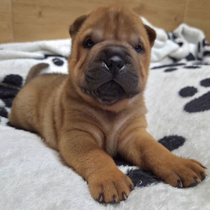 Шарпей, щенок