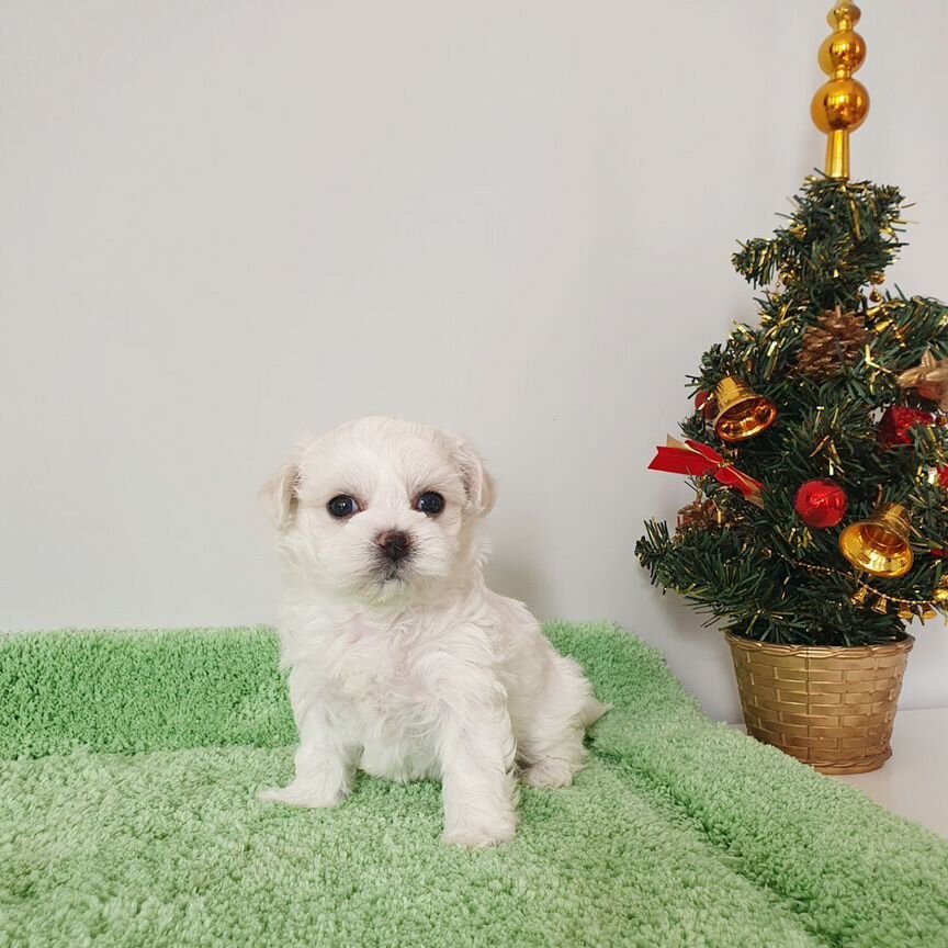 Малыши мальтипу