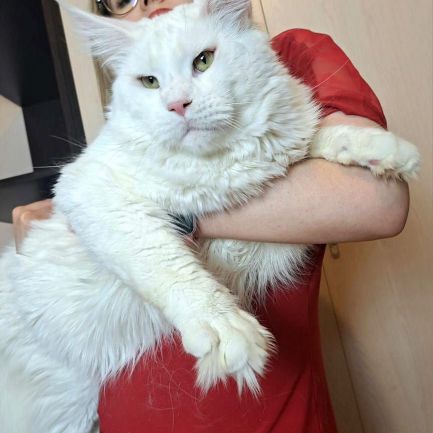 Белоснежный Мейн-Кун