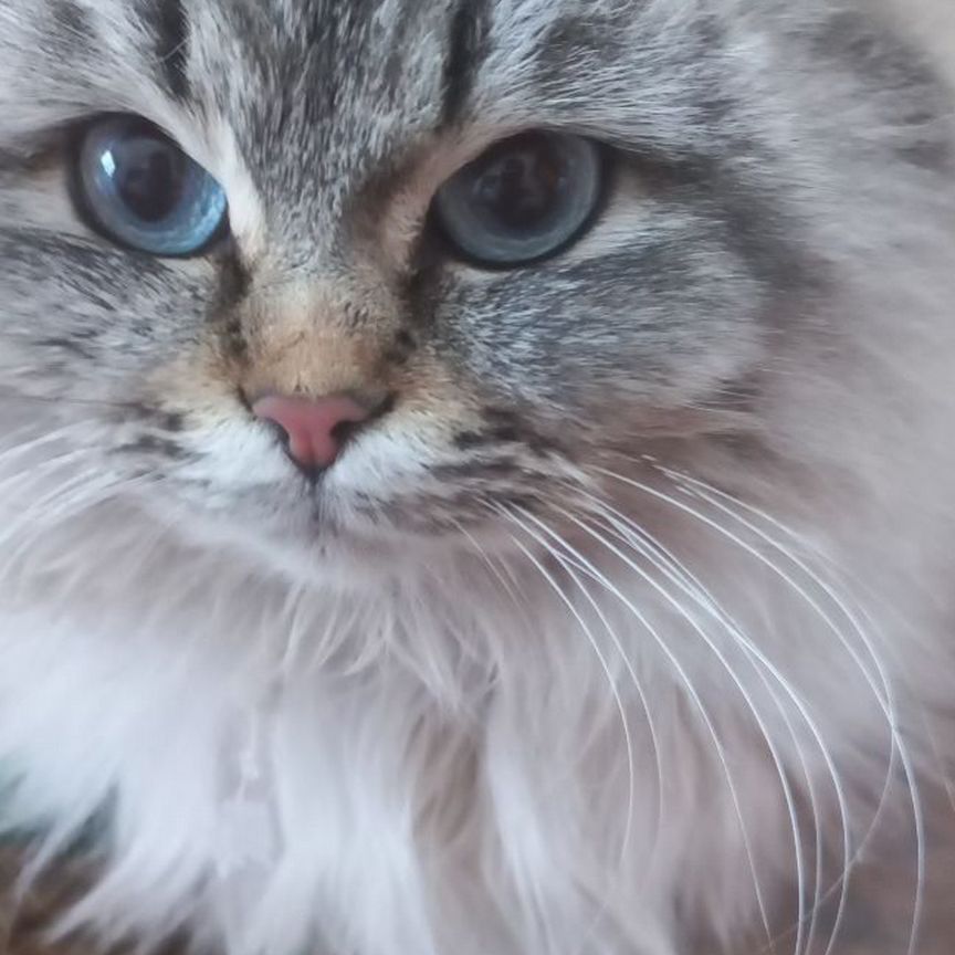 Голубоглазая красотка