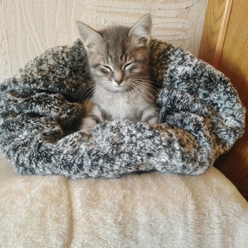 Котенок мальчик бесплатно