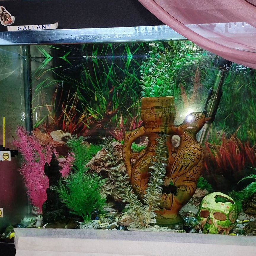 Аквариумные рыбки отдам