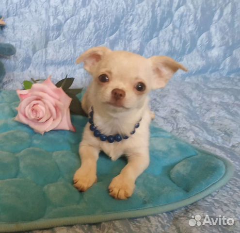 Щенки чихуахуа большой выбор