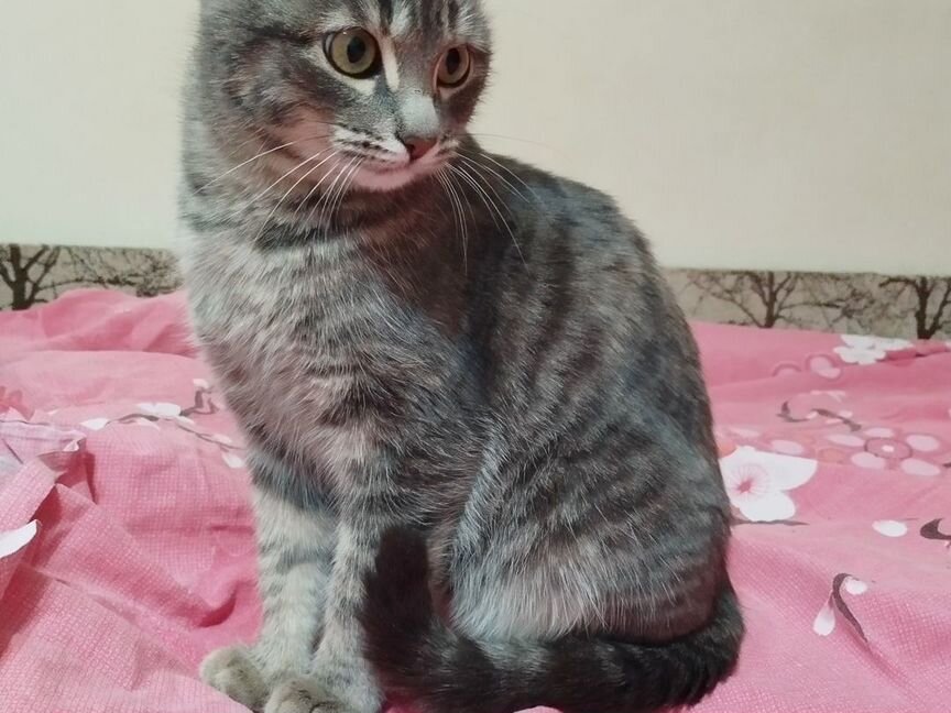 Котёнок полосатый Тигр в добрые руки