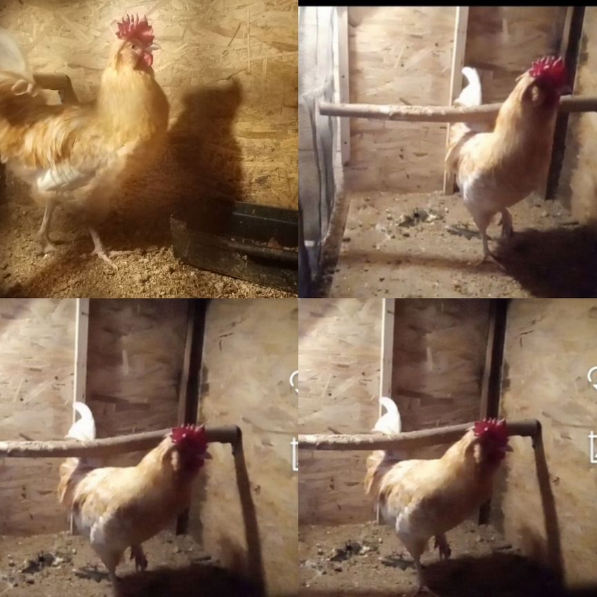 Петушок молодой