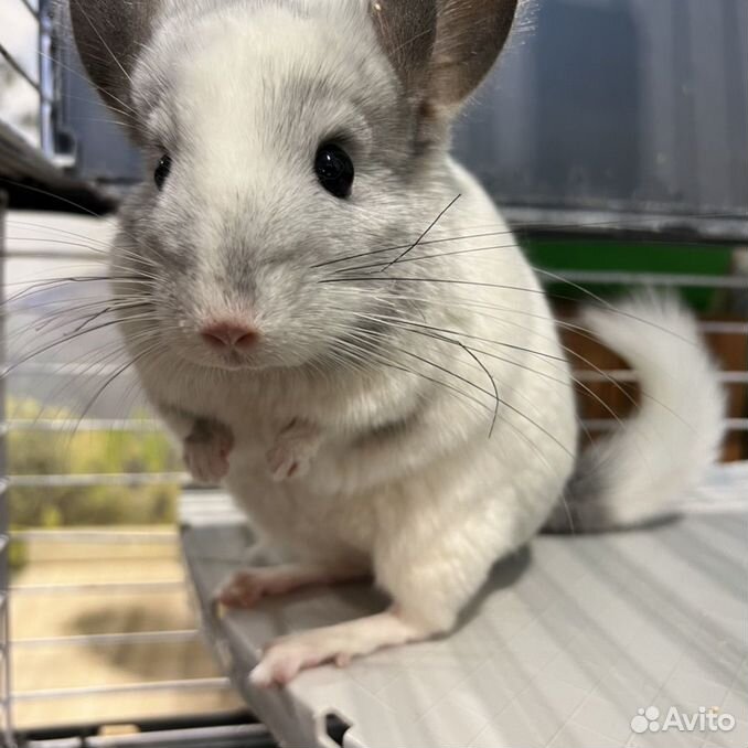 Шиншилла белый Вилсон мозаик самец