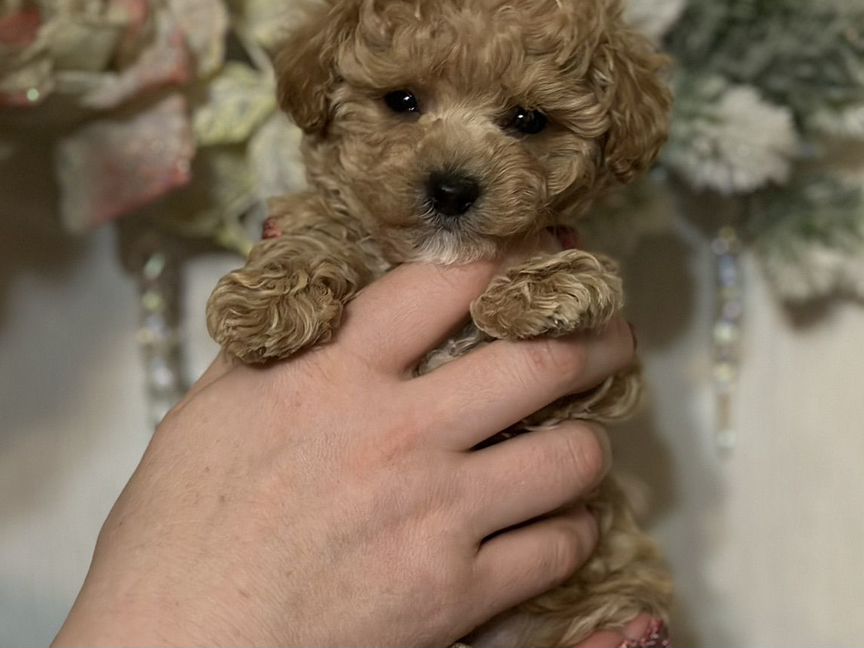 Мальтипу ф1 мини