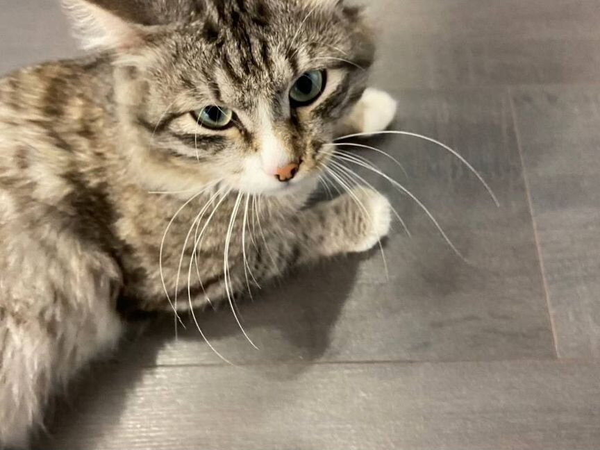 Кот отдам бесплатно
