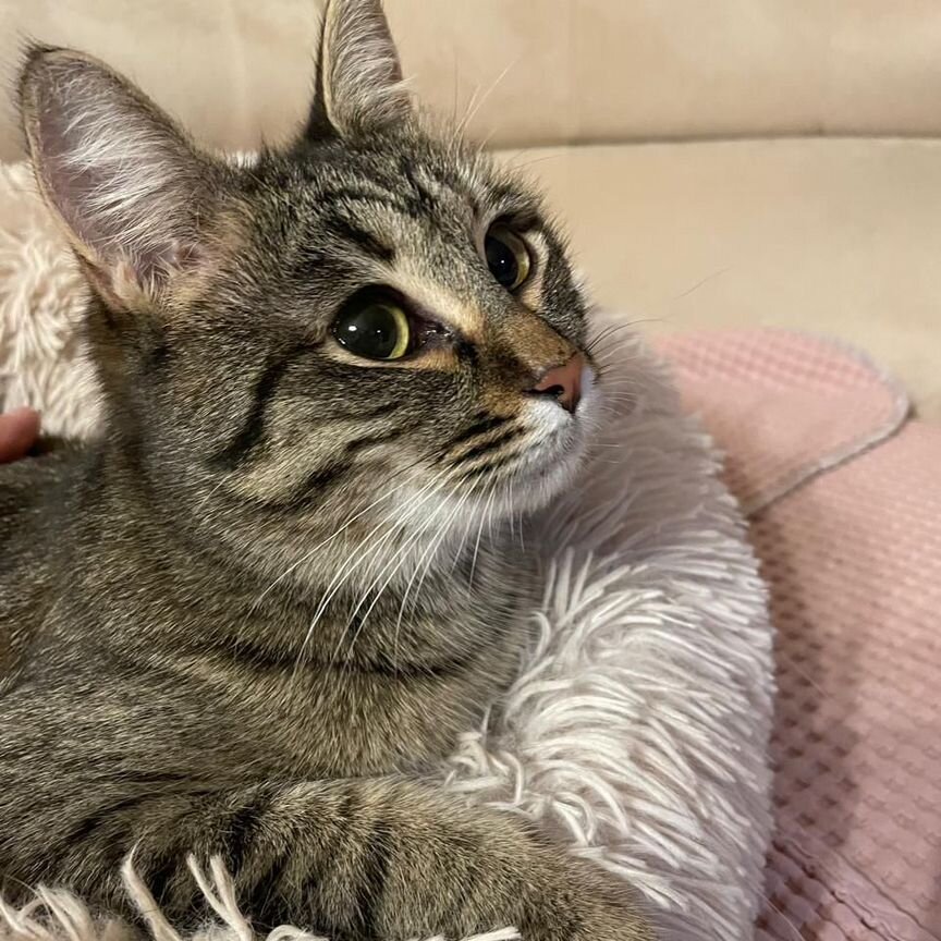 Кошечка Слава 8 месяцев в добрые руки