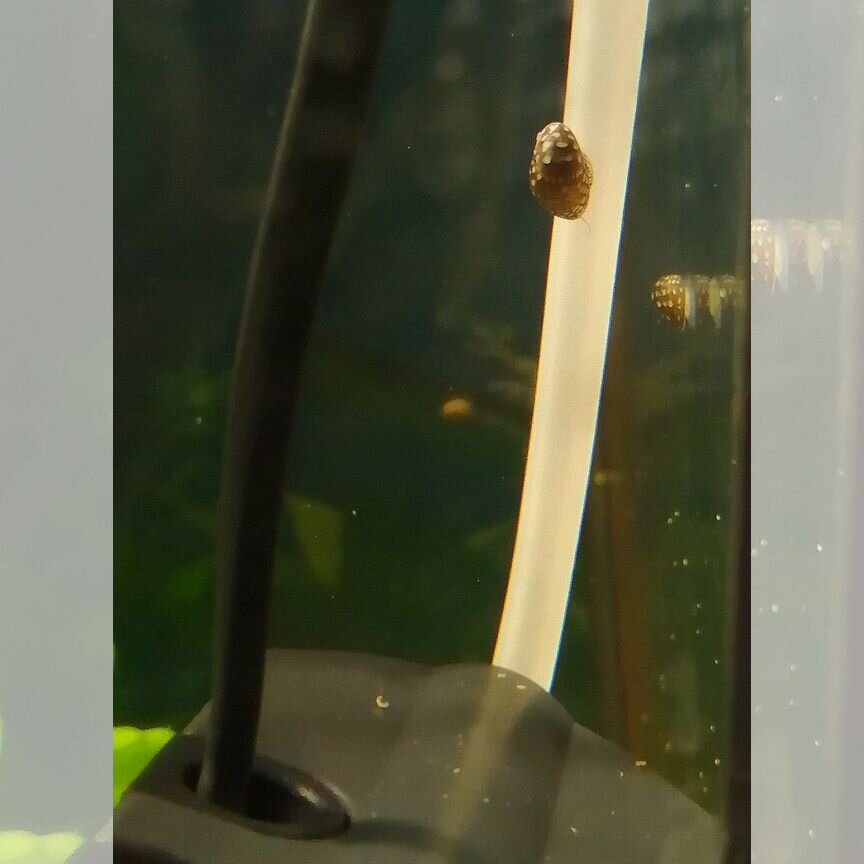 Теодоксус улитка