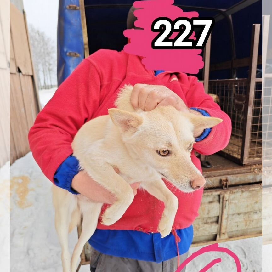 Взрослая собака в добрые руки