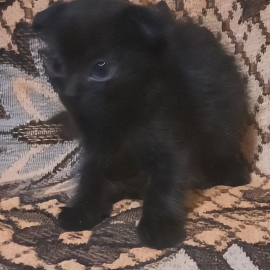 Сибирский котёнок