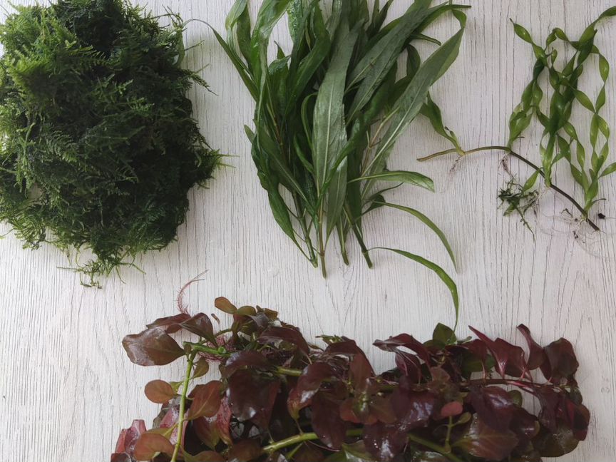 Растения для аквариума