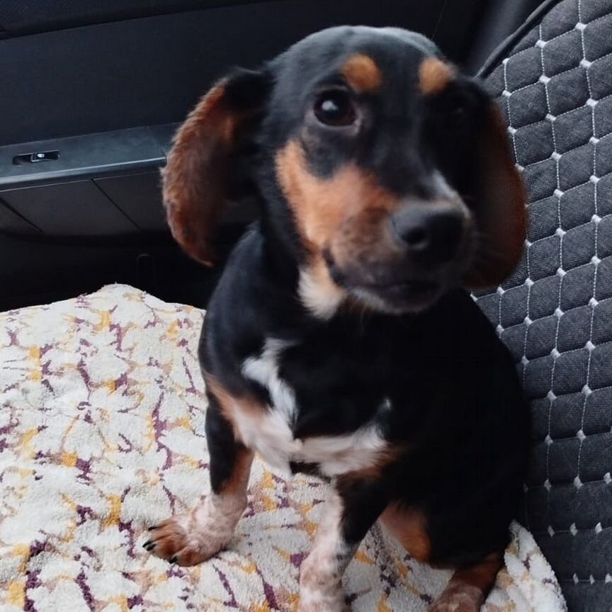 Такса, щенок