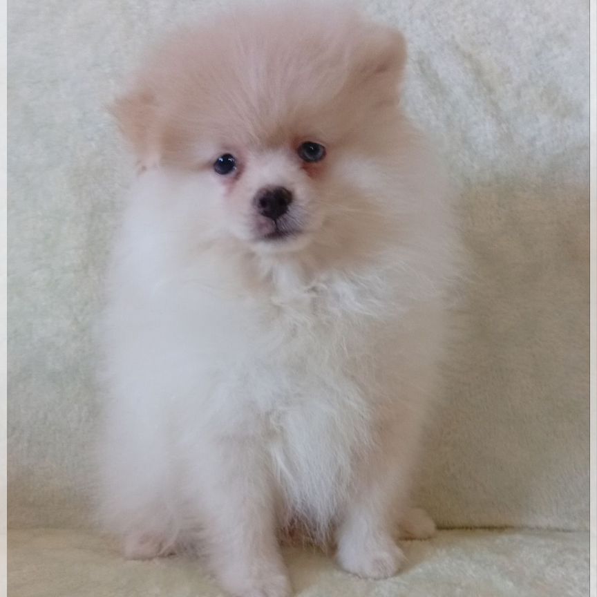 Померанский шпиц, щенок