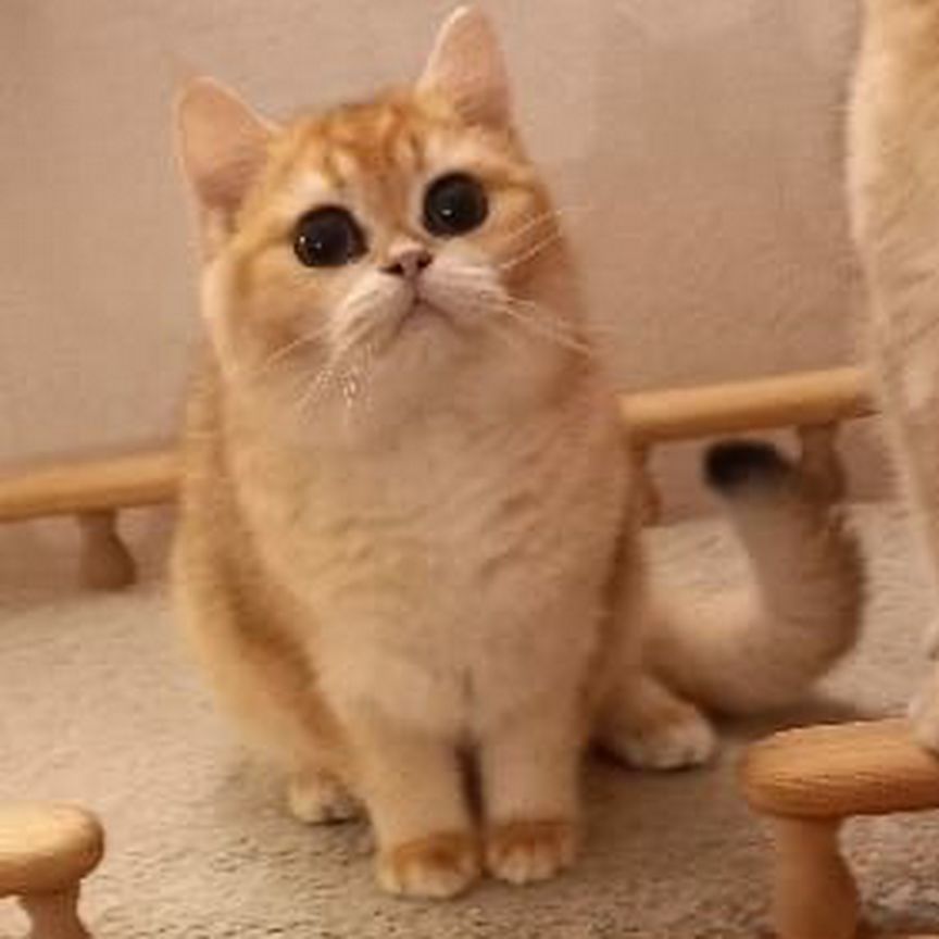 Британский короткошёрстный котёнок