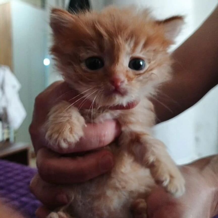 Котёнок в добрые руки