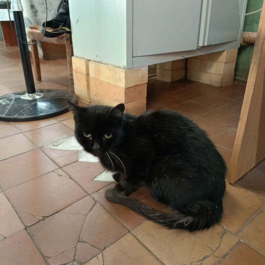 СПб Нужна помощь в лечении кошечки с котельной