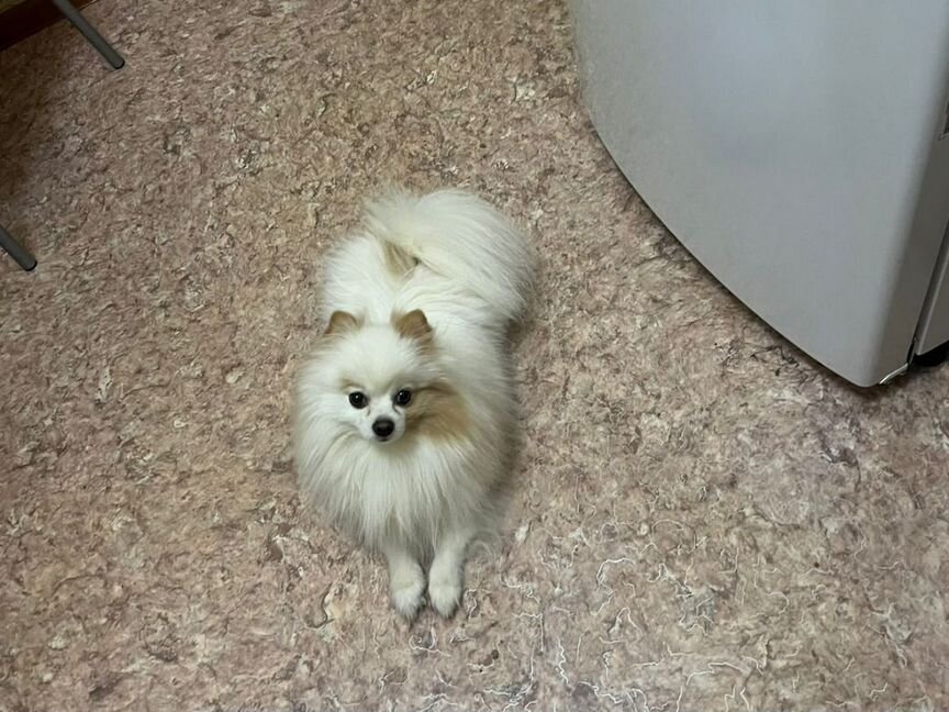 Померанский шпиц